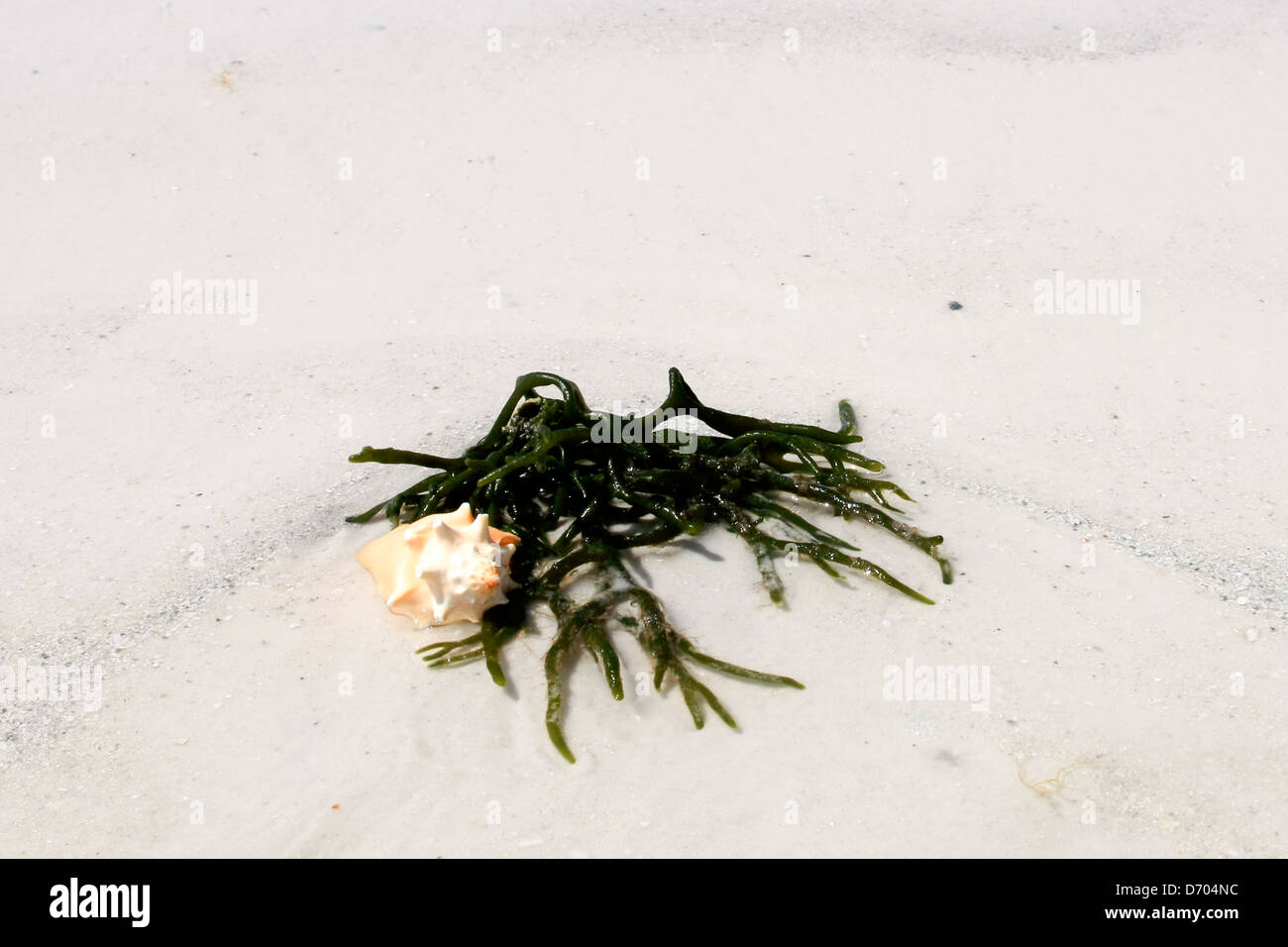 Orange seashell mixed up with seaweed on a paradise beach Florida Stock ...