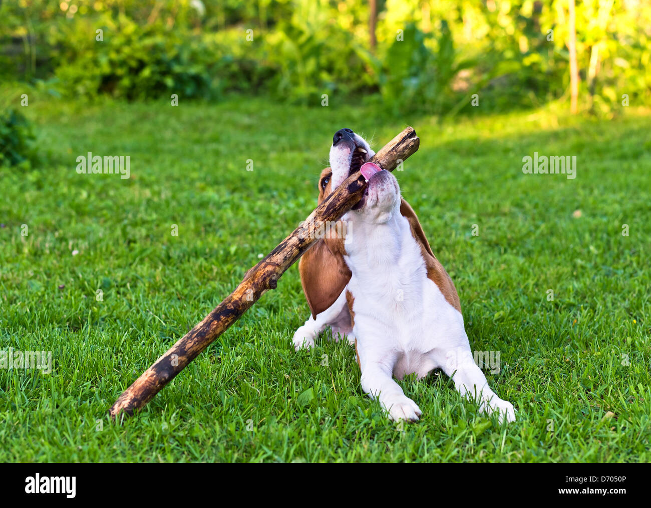 The dog plays with a stick on a lawn Stock Photo - Alamy