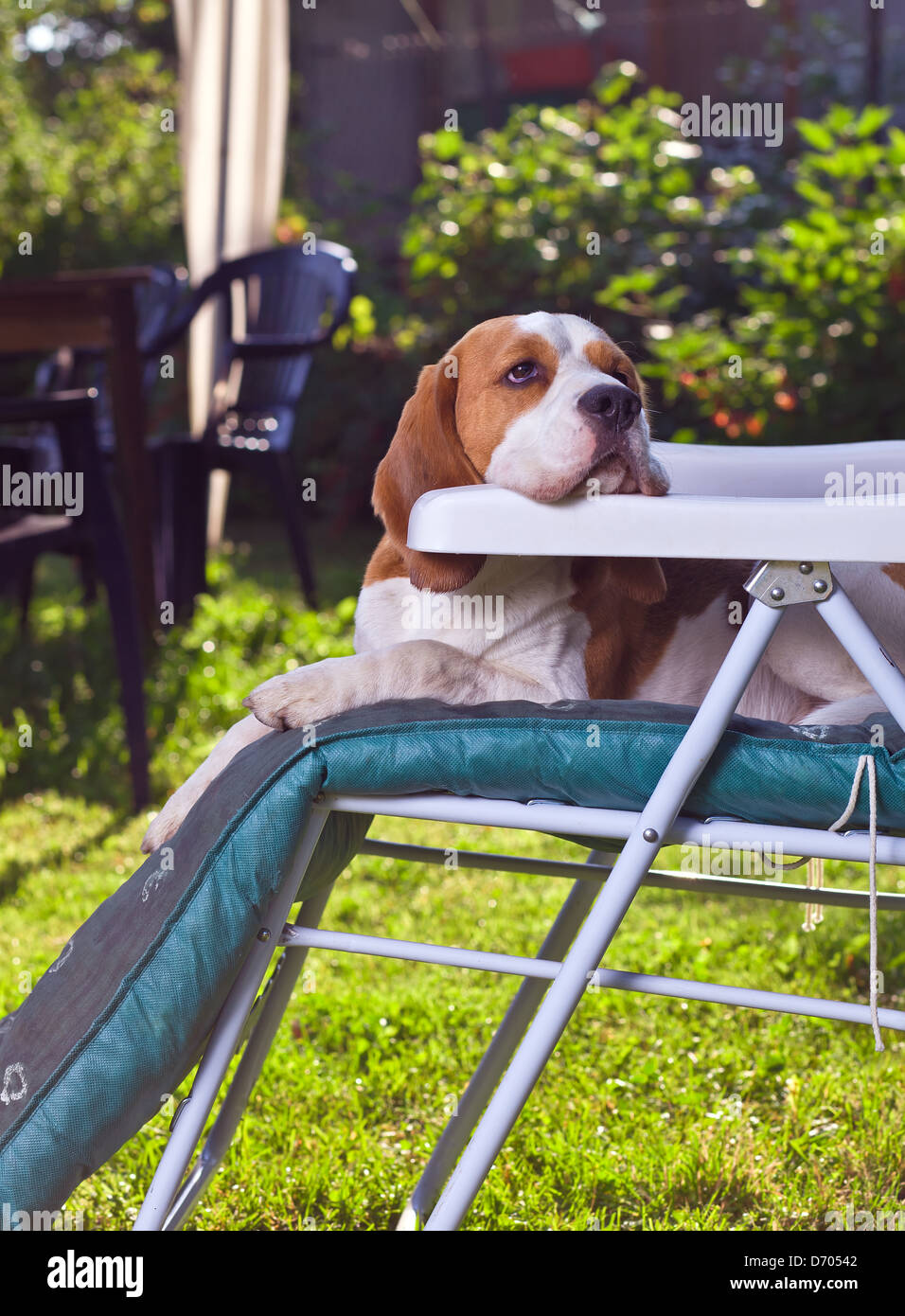Morning. A dog on a chair in garden Stock Photo - Alamy