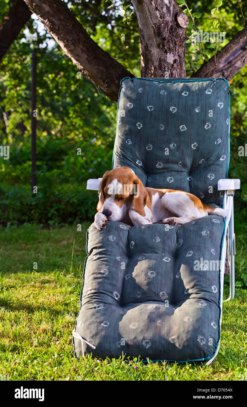 Morning . A dog on a chair in garden Stock Photo - Alamy