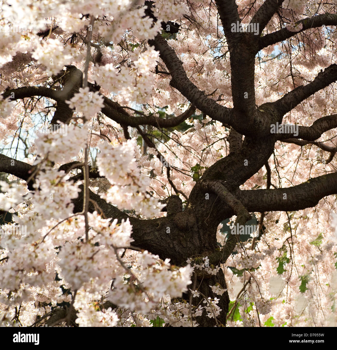 Japanese Cherry Blossom Orchard in Full Bloom Stock Photo - Alamy