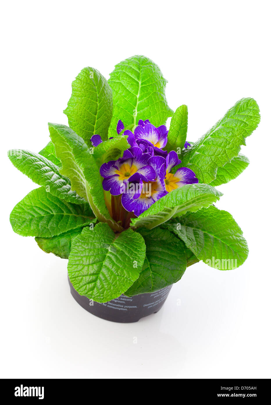 Violet primula hi-res stock photography and images - Alamy