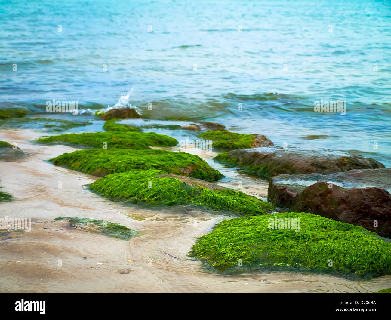 Algae on the stone hi-res stock photography and images - Alamy