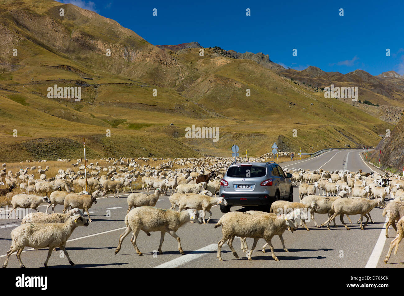 Sheep and goats roaming around Nissan Qashqai 4-wheel drive vehicle on ...