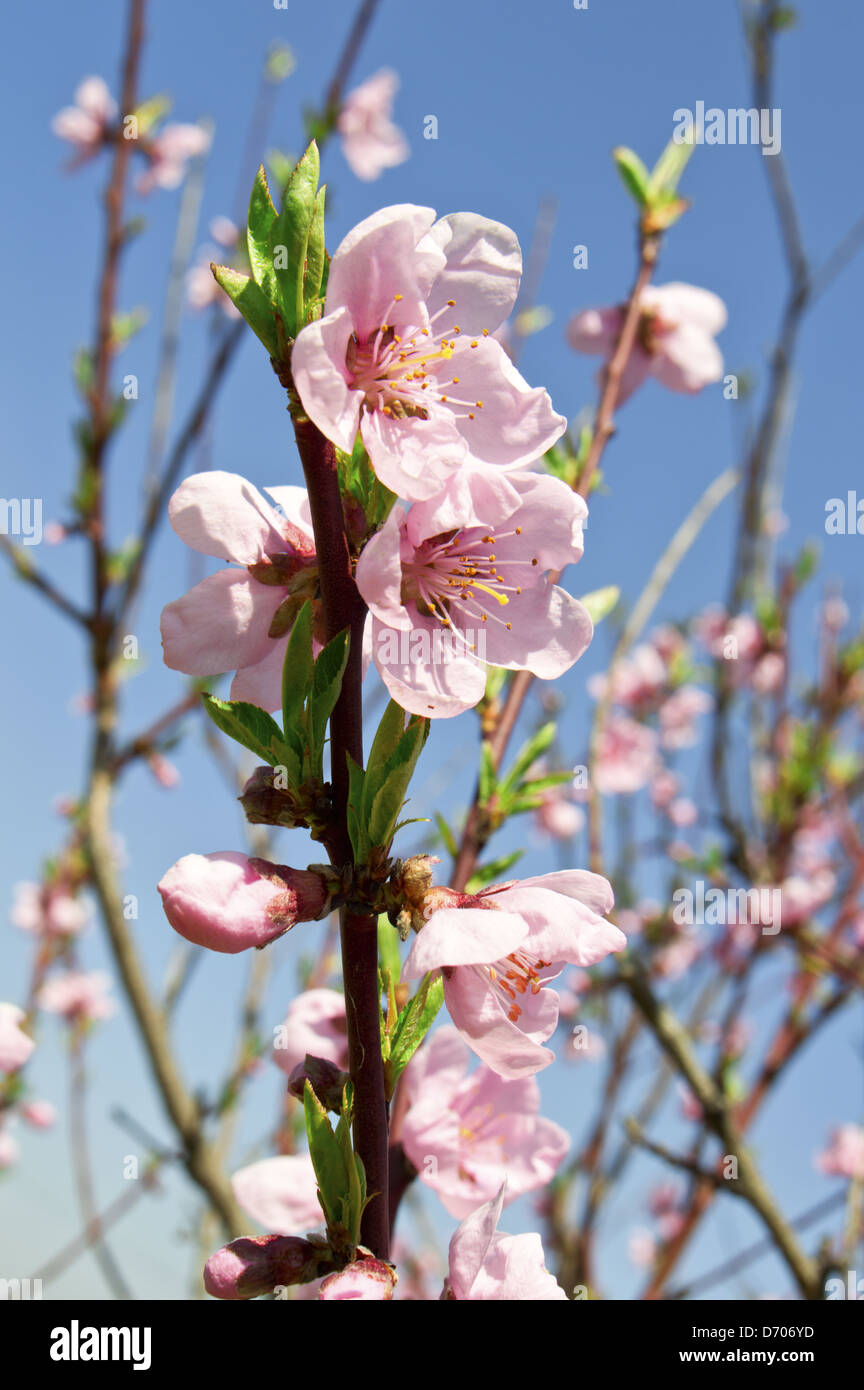 Peach trees in bloom, spring season background image Stock Photo - Alamy