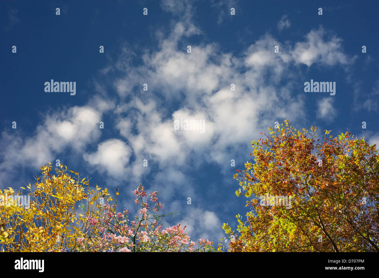 The sky and the trees hi-res stock photography and images - Alamy