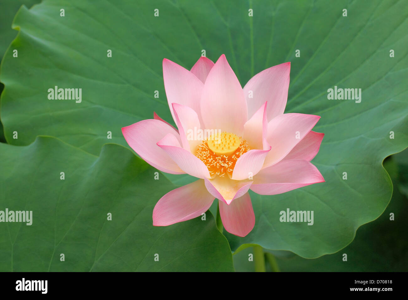 Lotus flower in full bloom Stock Photo - Alamy