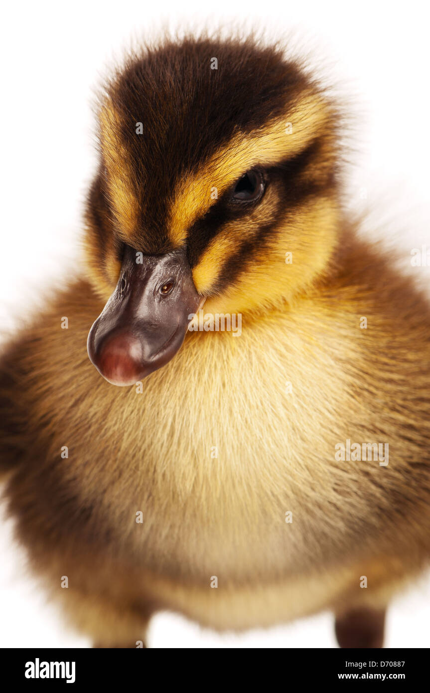 Furry duckling hi-res stock photography and images - Alamy