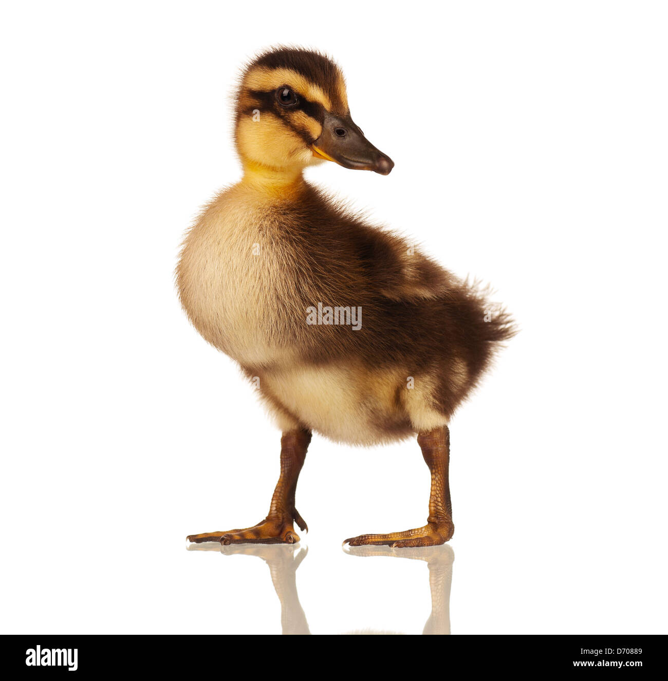 Furry duckling hi-res stock photography and images - Alamy
