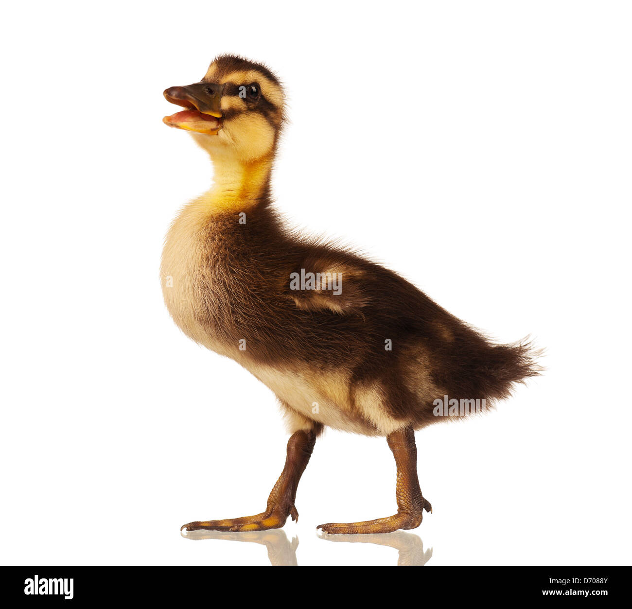 Furry duckling hi-res stock photography and images - Alamy