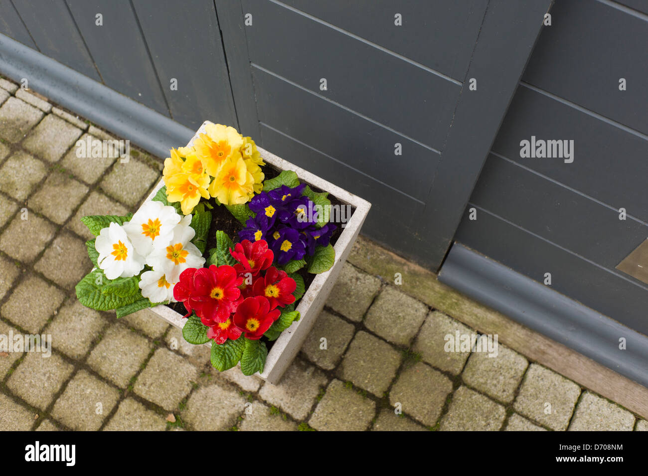 Flowerpot outside modern front door, paving, primroses Stock Photo - Alamy