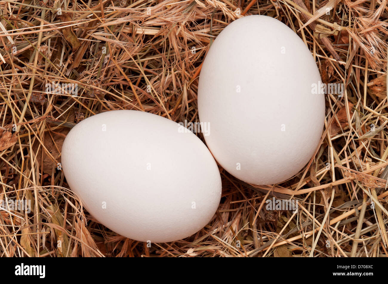 Eggs in nest Stock Photo - Alamy