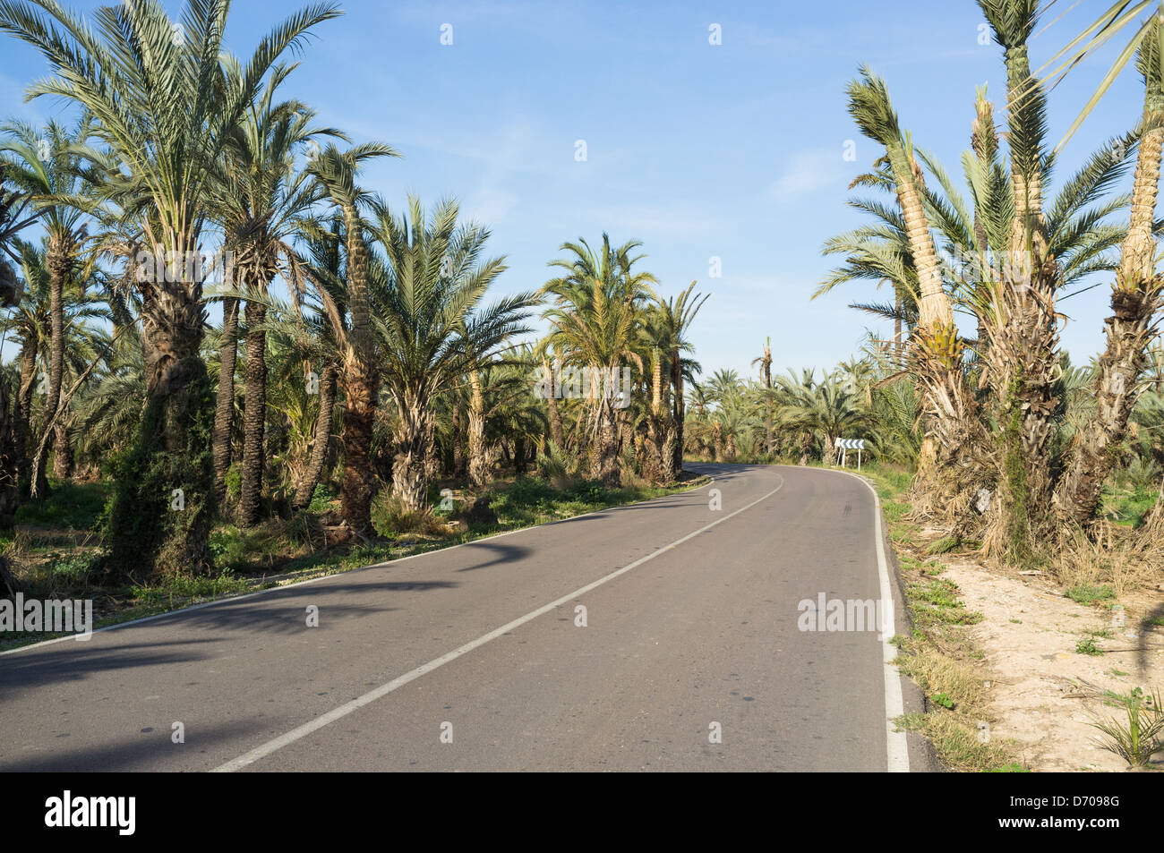 Palm tree lined road leading through a plantation Stock Photo - Alamy