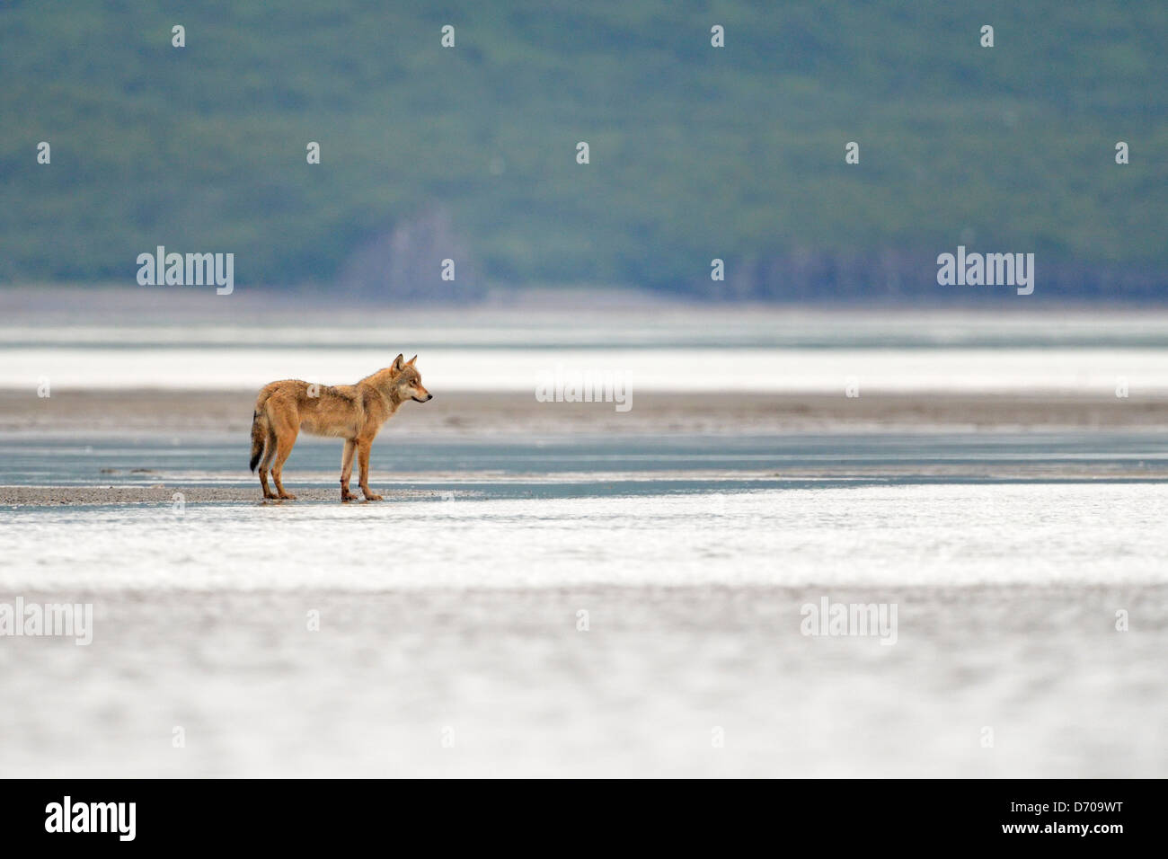 Alaska northern grey wolf hi-res stock photography and images - Alamy