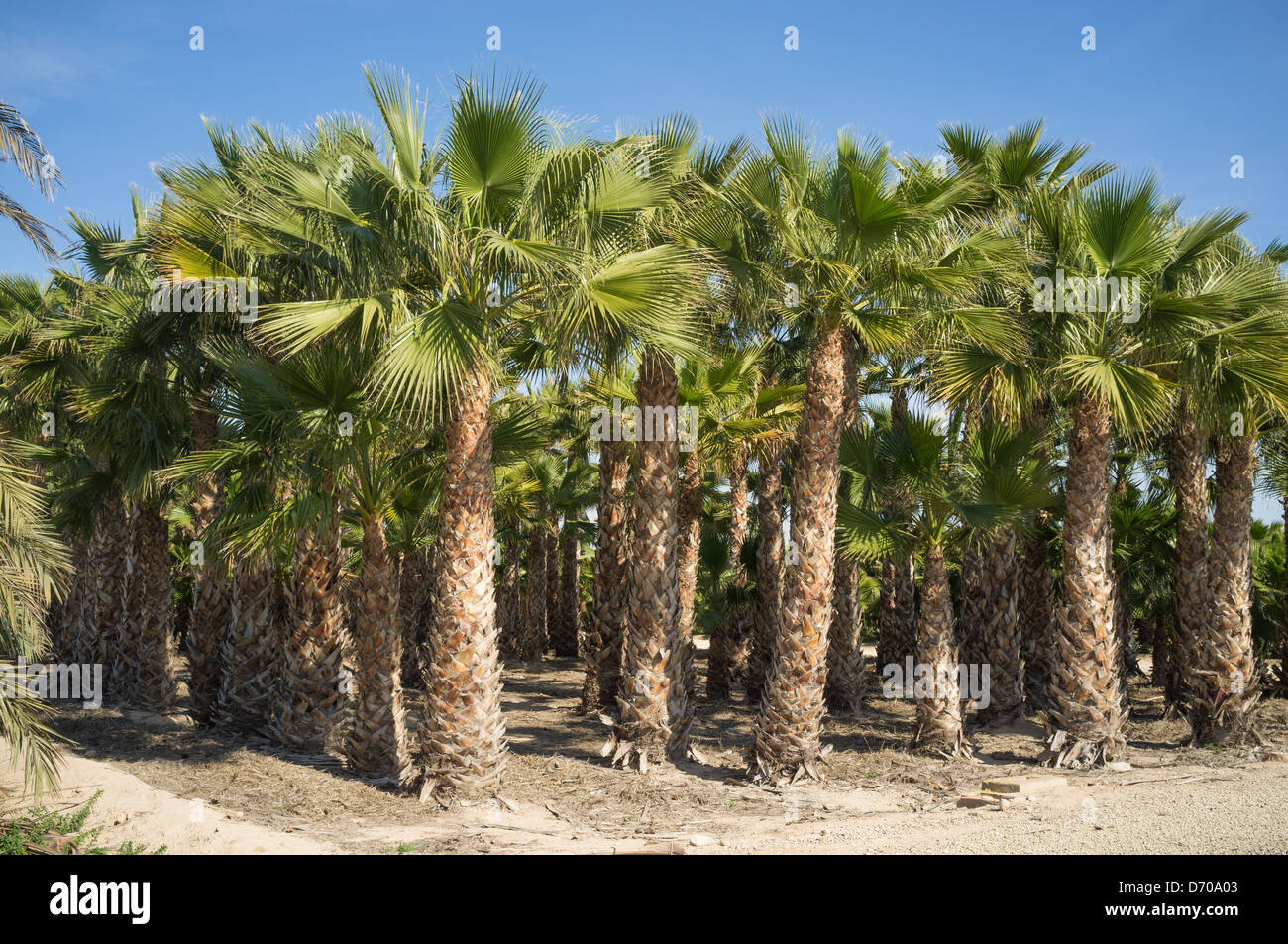 Palm tree plantation, many young trees together Stock Photo - Alamy