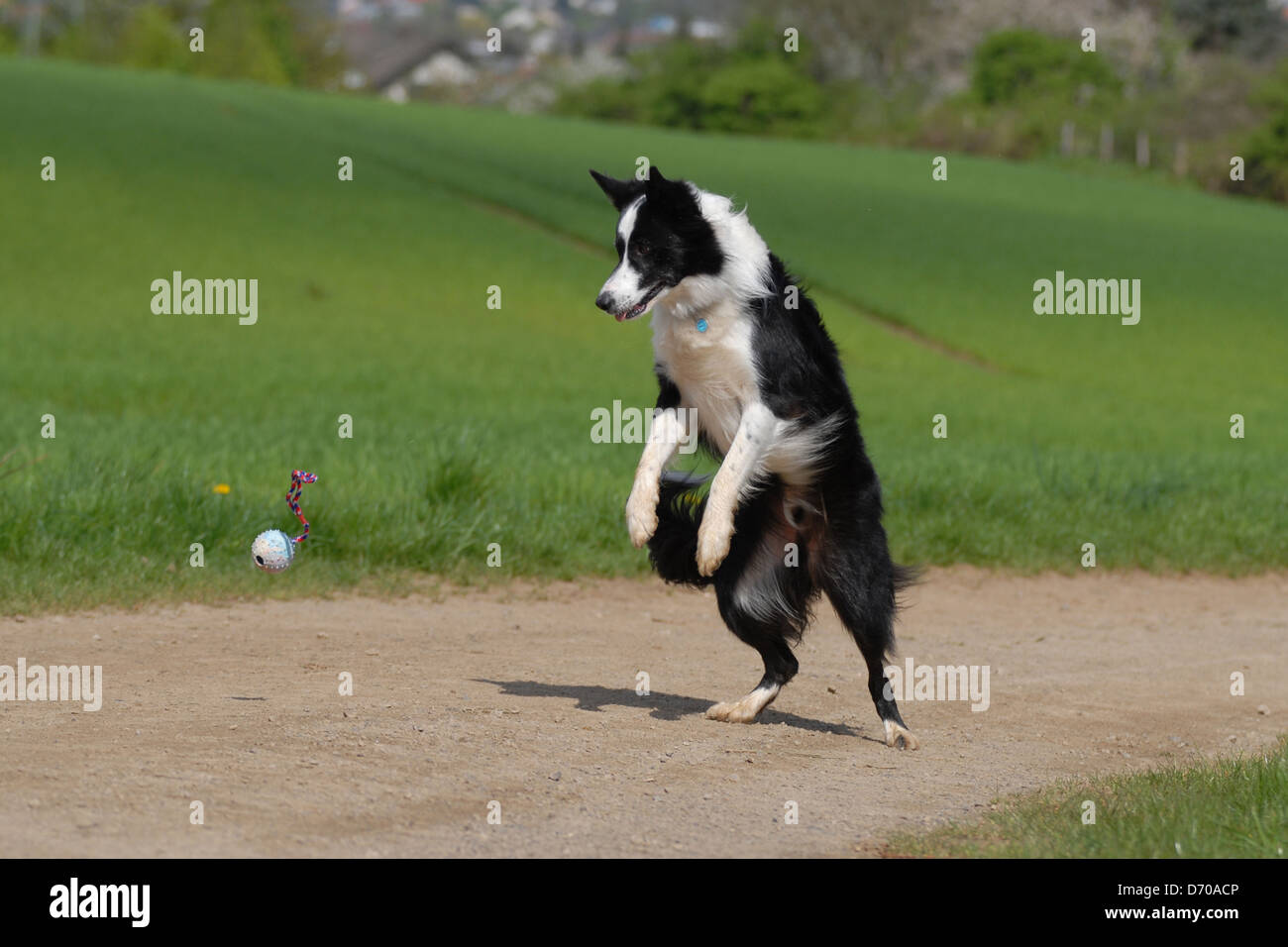 jumping Border Collie Stock Photo - Alamy