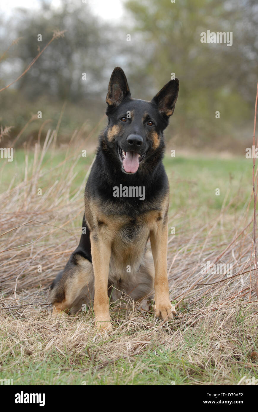 Adult german shepherd in hi-res stock photography and images - Alamy