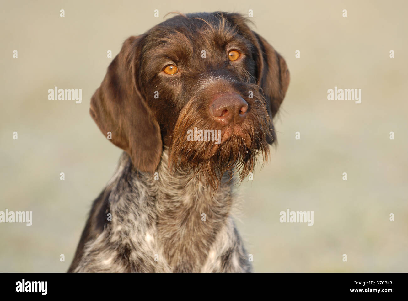 German wirehaired Pointer Stock Photo - Alamy