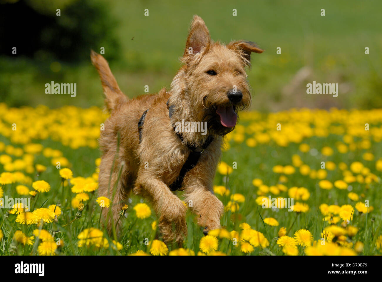 running Irish Terrier Stock Photo - Alamy