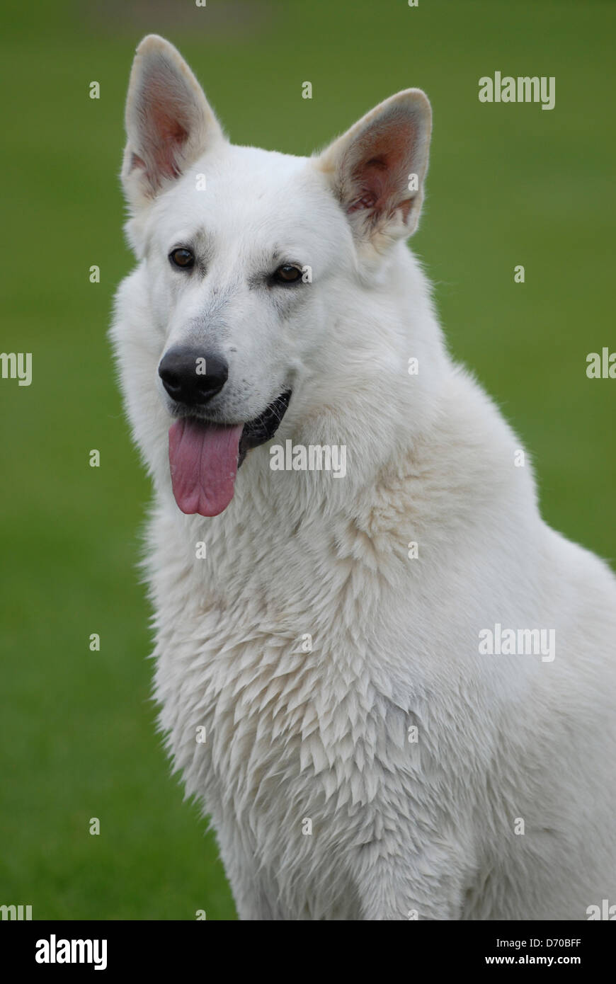 white shepherd portrait Stock Photo - Alamy
