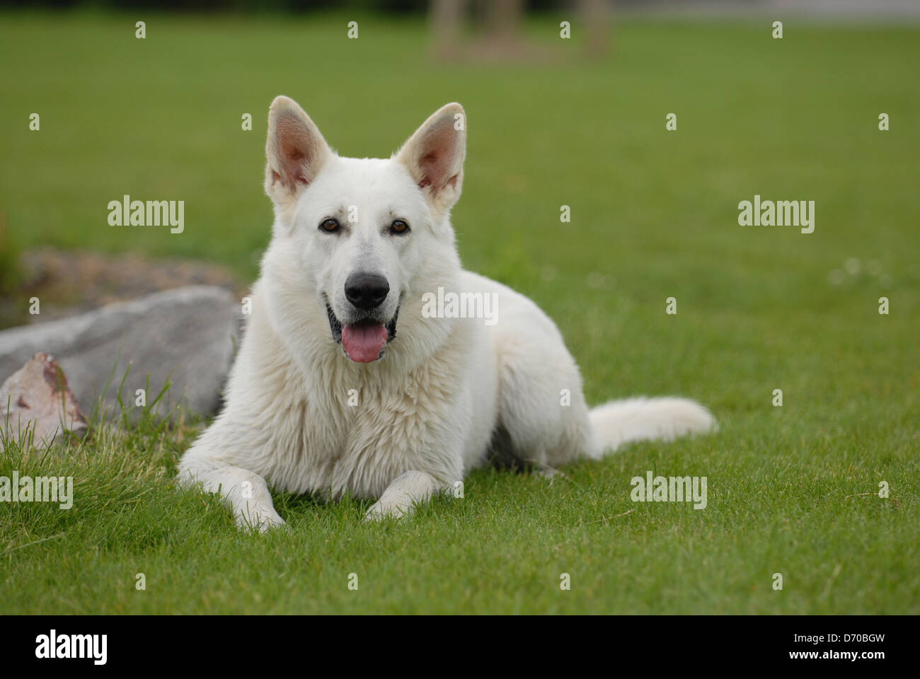 American white shepherd on hi-res stock photography and images - Alamy