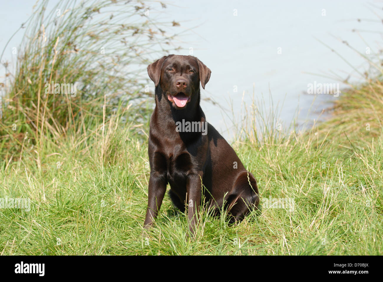 Labrador sitting in sun hi-res stock photography and images - Alamy