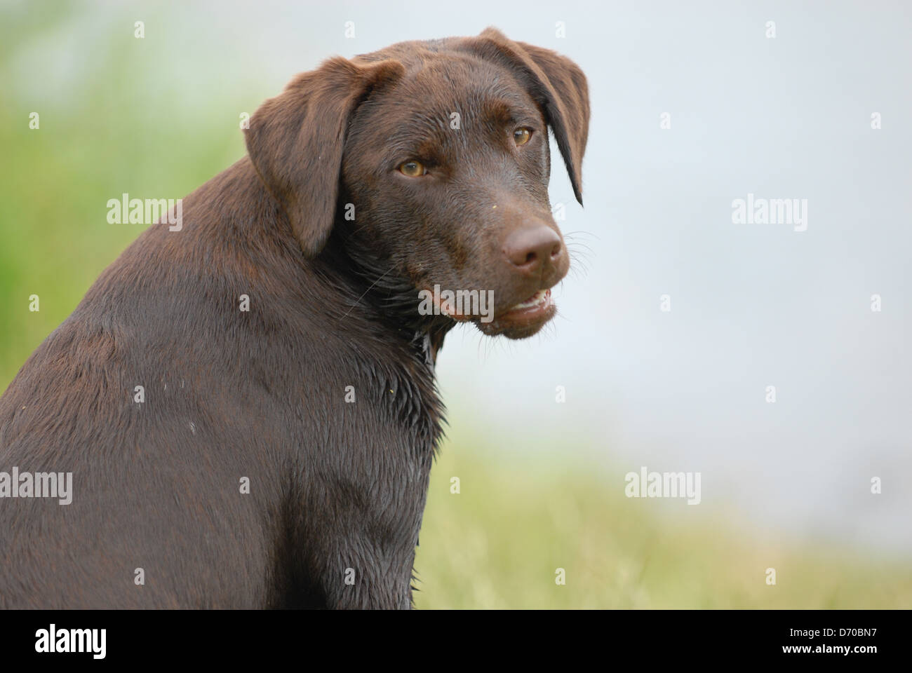 female Labrador Retriever Stock Photo - Alamy