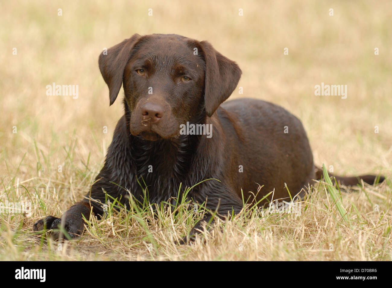 female Labrador Retriever Stock Photo - Alamy
