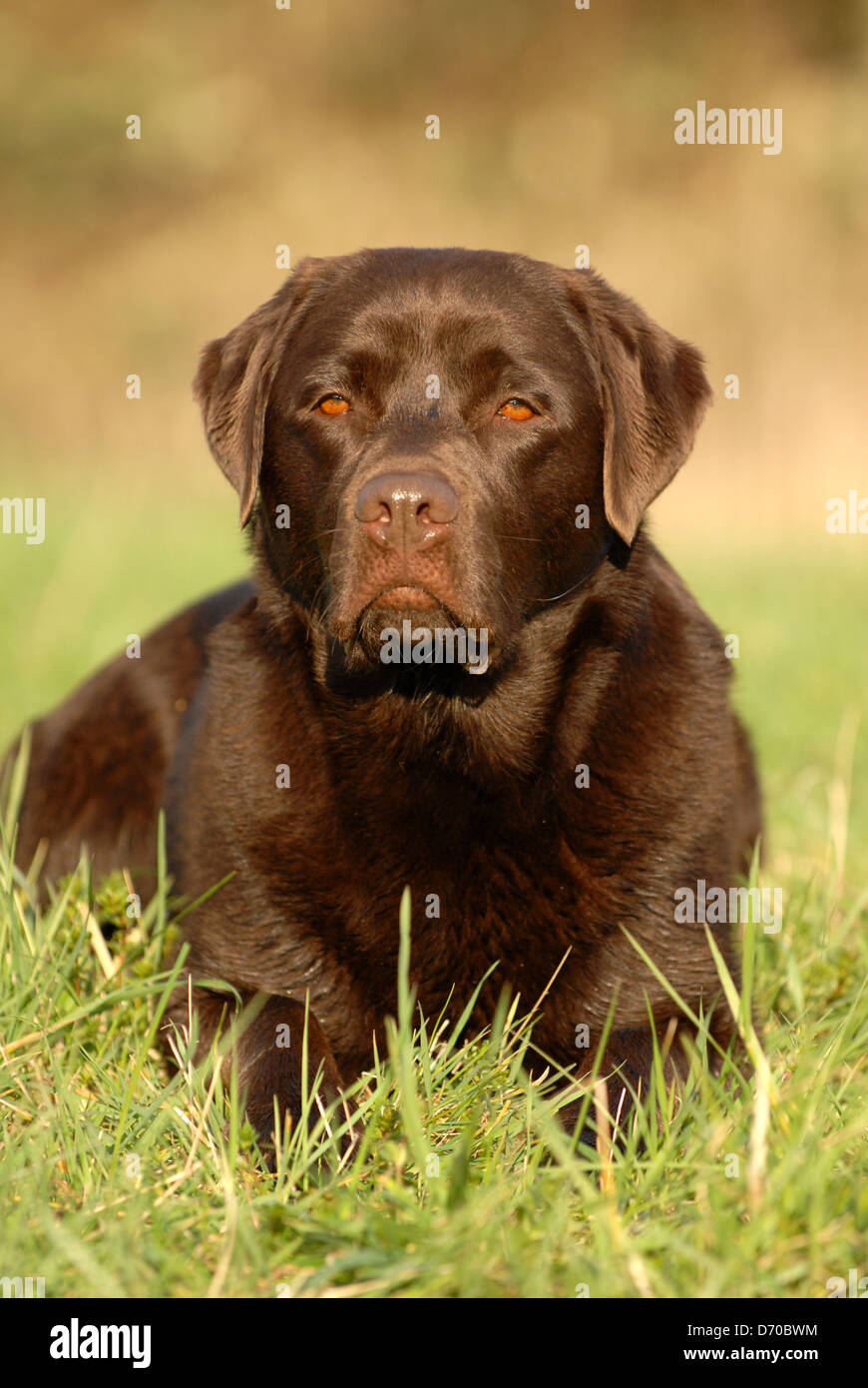 female Labrador Retriever Stock Photo - Alamy