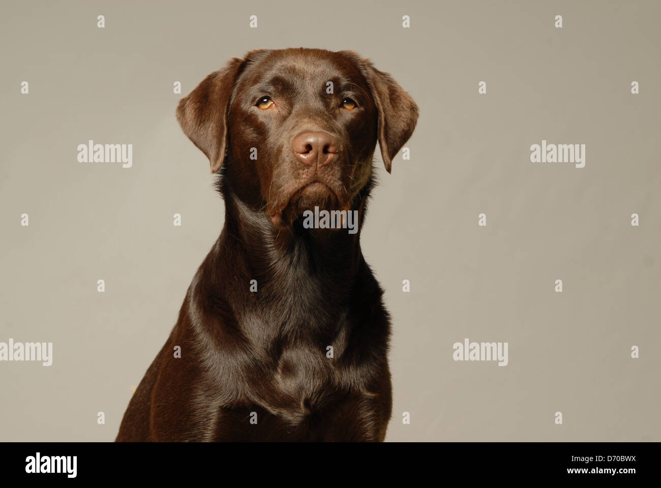 Labrador Retriever Portrait Stock Photo - Alamy