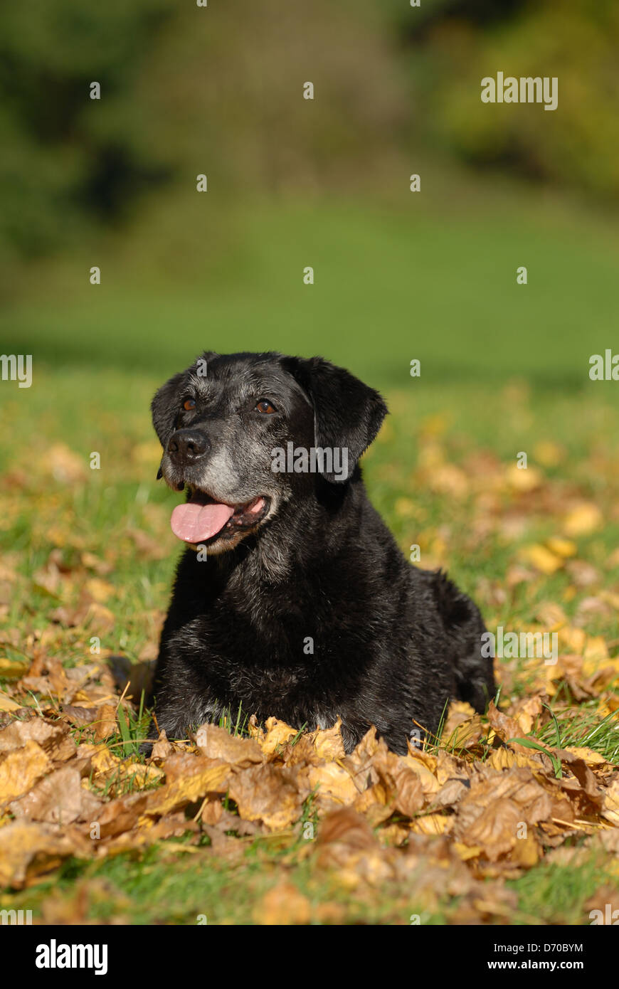 old Labrador Retriever Stock Photo - Alamy