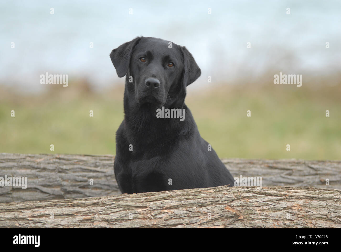 black Labrador Retriever Stock Photo - Alamy