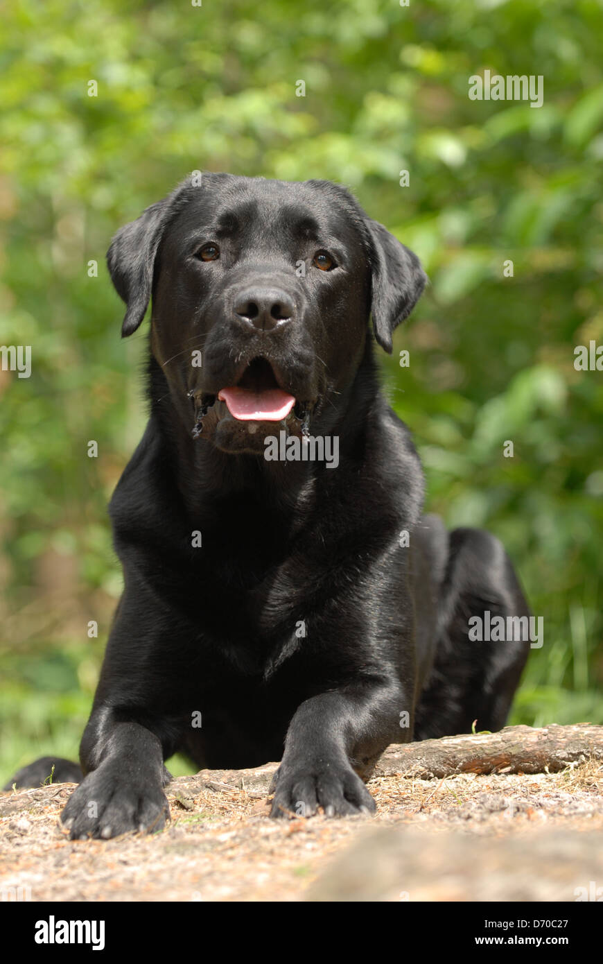 Adult Male Black Labrador High Resolution Stock Photography and Images ...