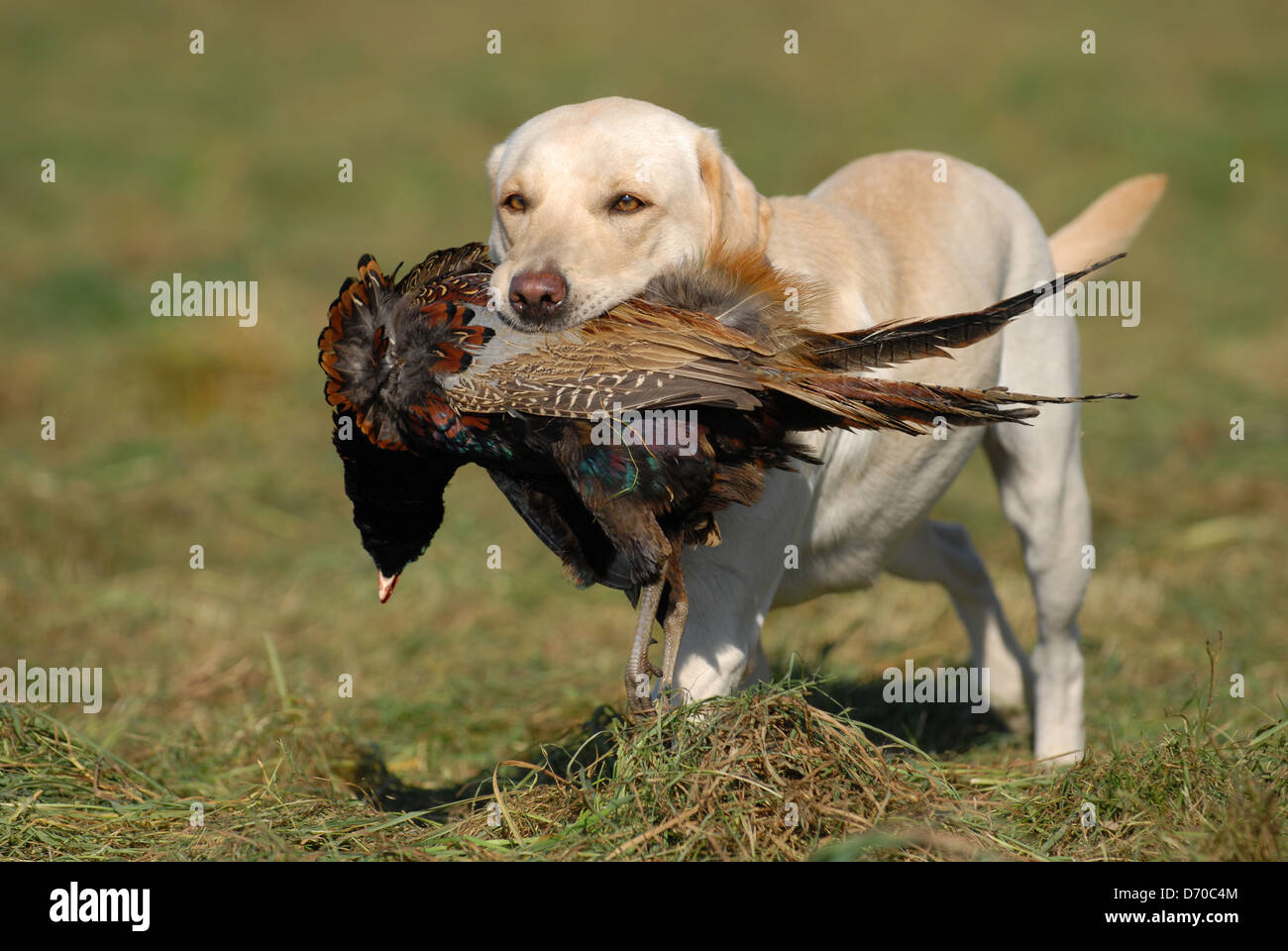 Labrador retrieves pheasant Stock Photo - Alamy