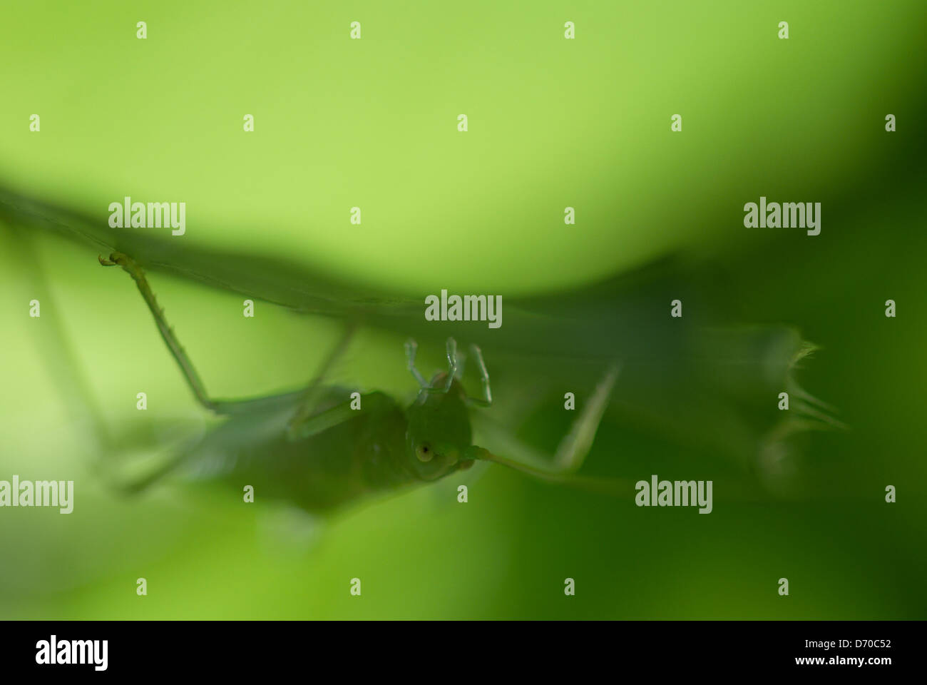 Green grasshopper under the leaf Stock Photo - Alamy