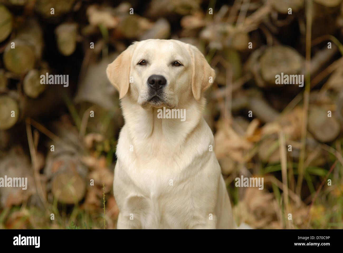 Labrador Retriever Portrait Stock Photo - Alamy