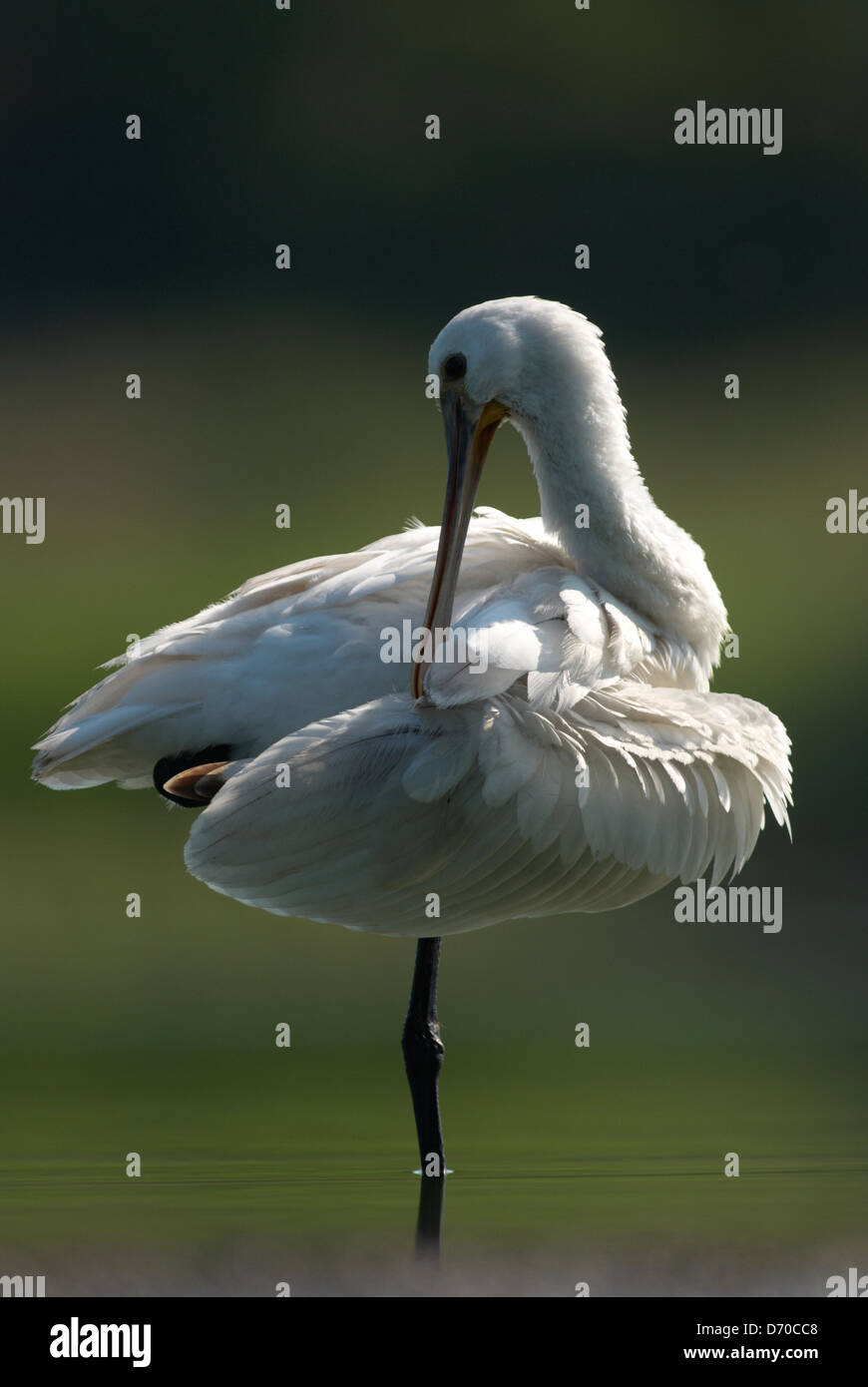 Spoonbill on one leg Stock Photo - Alamy