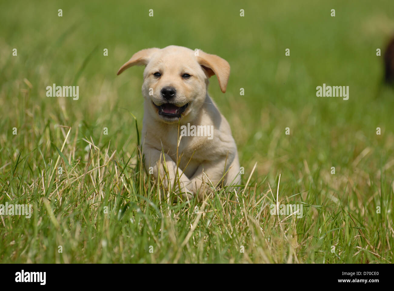 running Labrador Retriever Stock Photo - Alamy