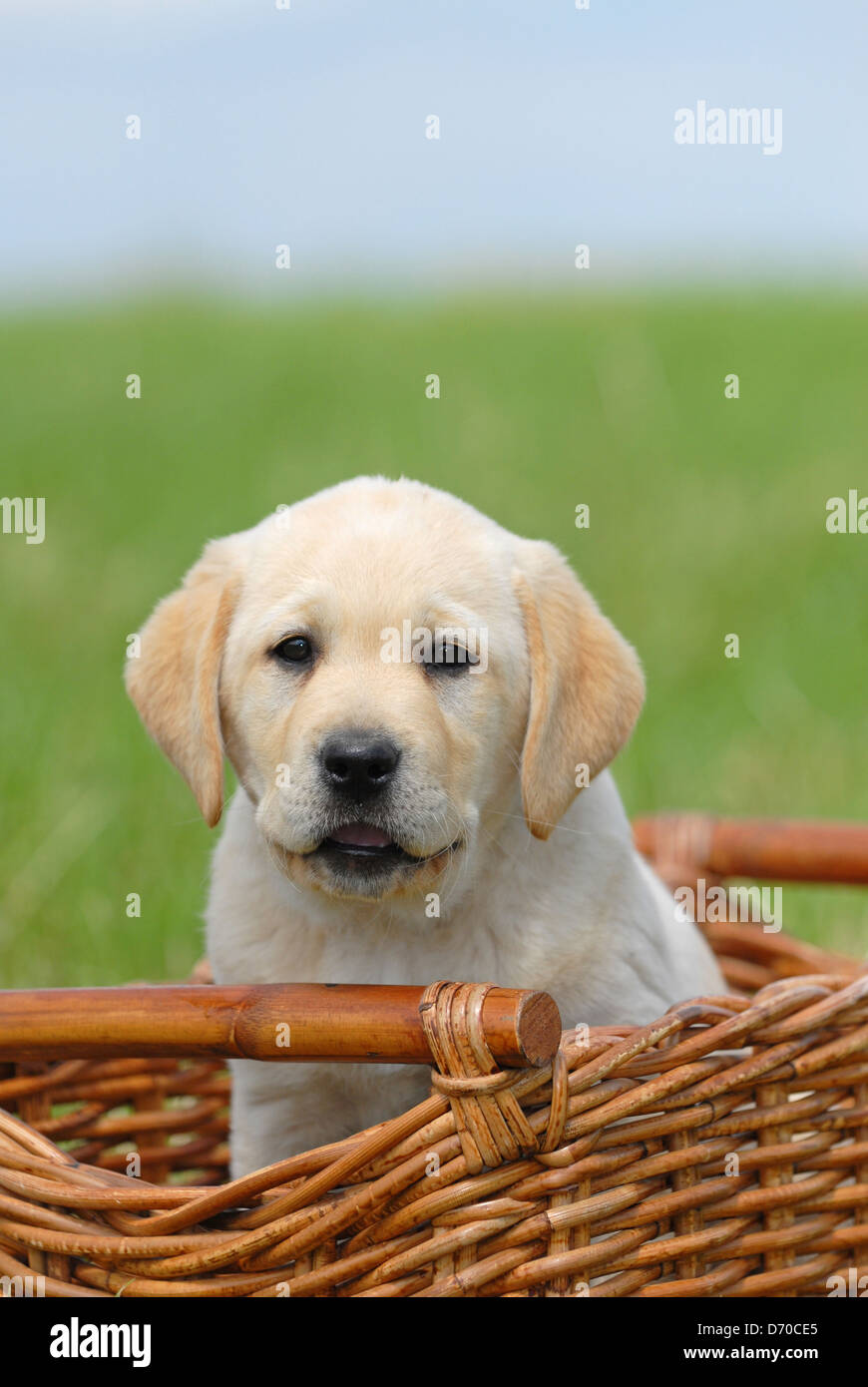 blonde Labrador puppy Stock Photo - Alamy