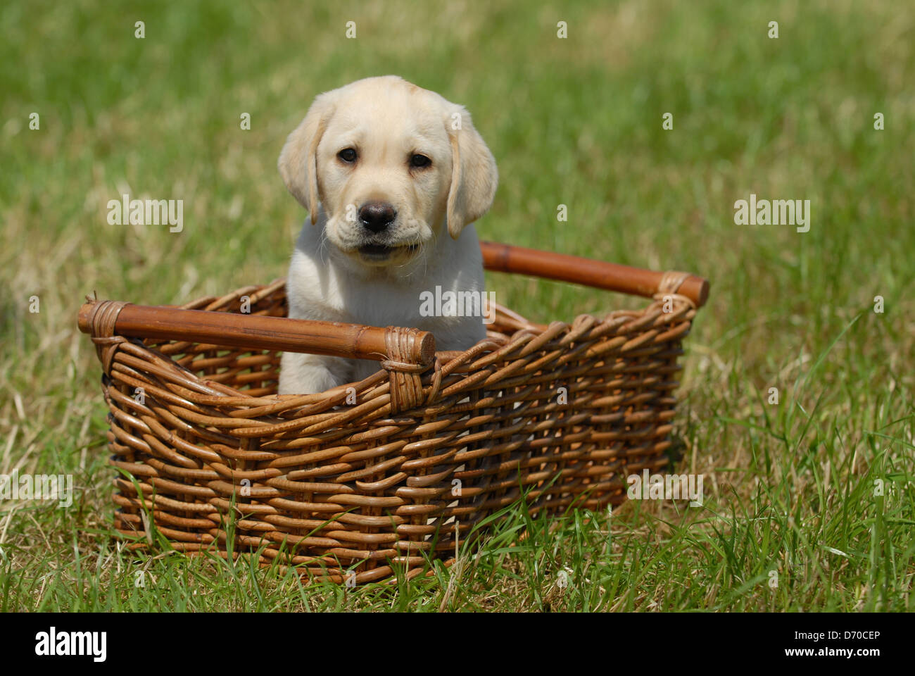 blonde Labrador puppy Stock Photo - Alamy