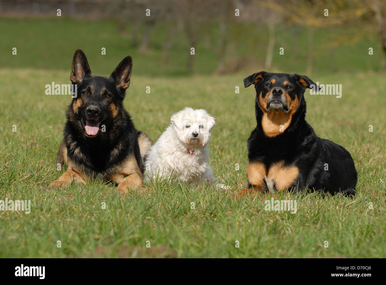 Lays three hi-res stock photography and images - Alamy