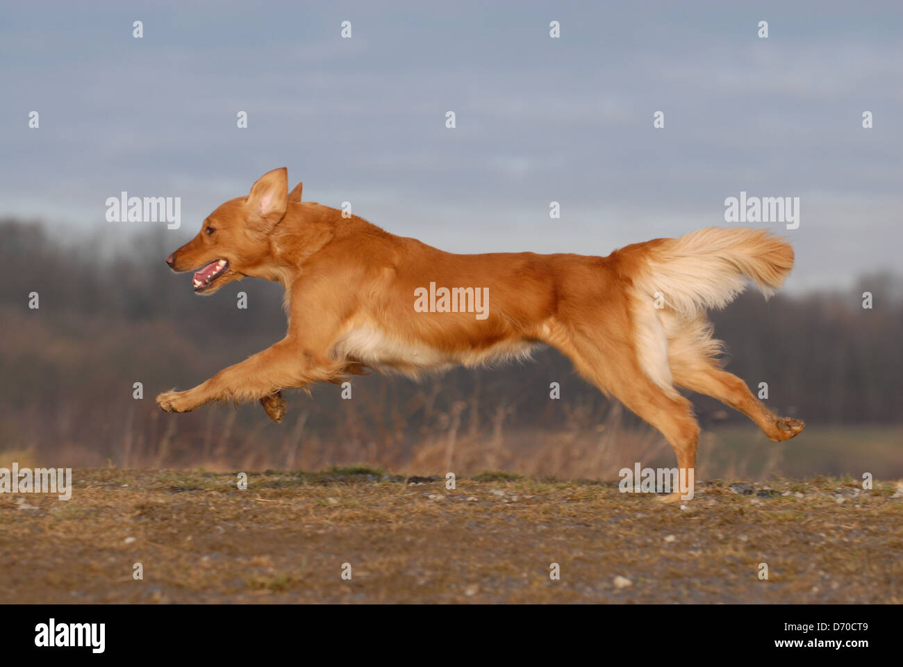 running Golden Retriever Stock Photo - Alamy