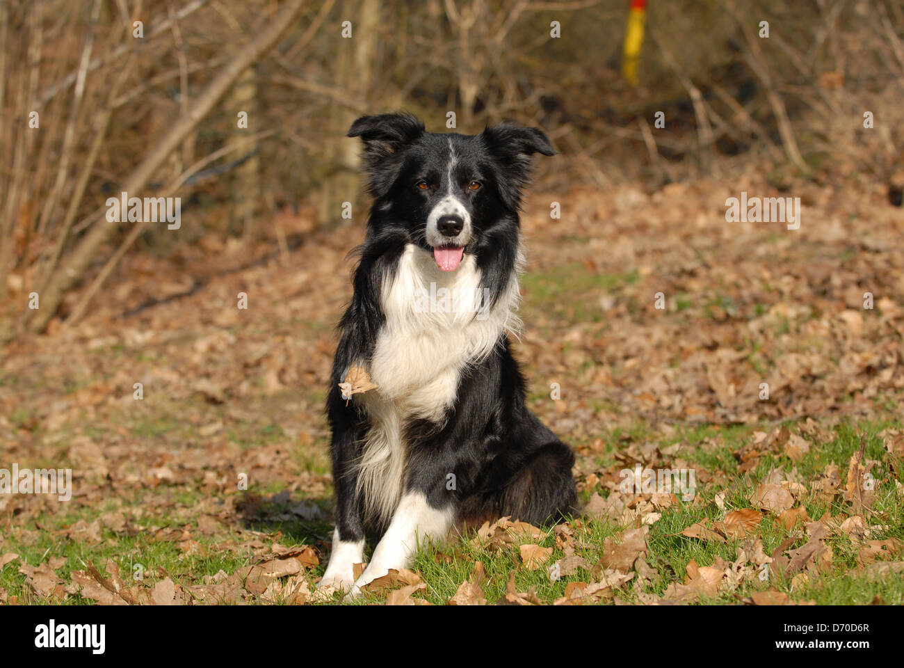 sitting Border Collie Stock Photo - Alamy
