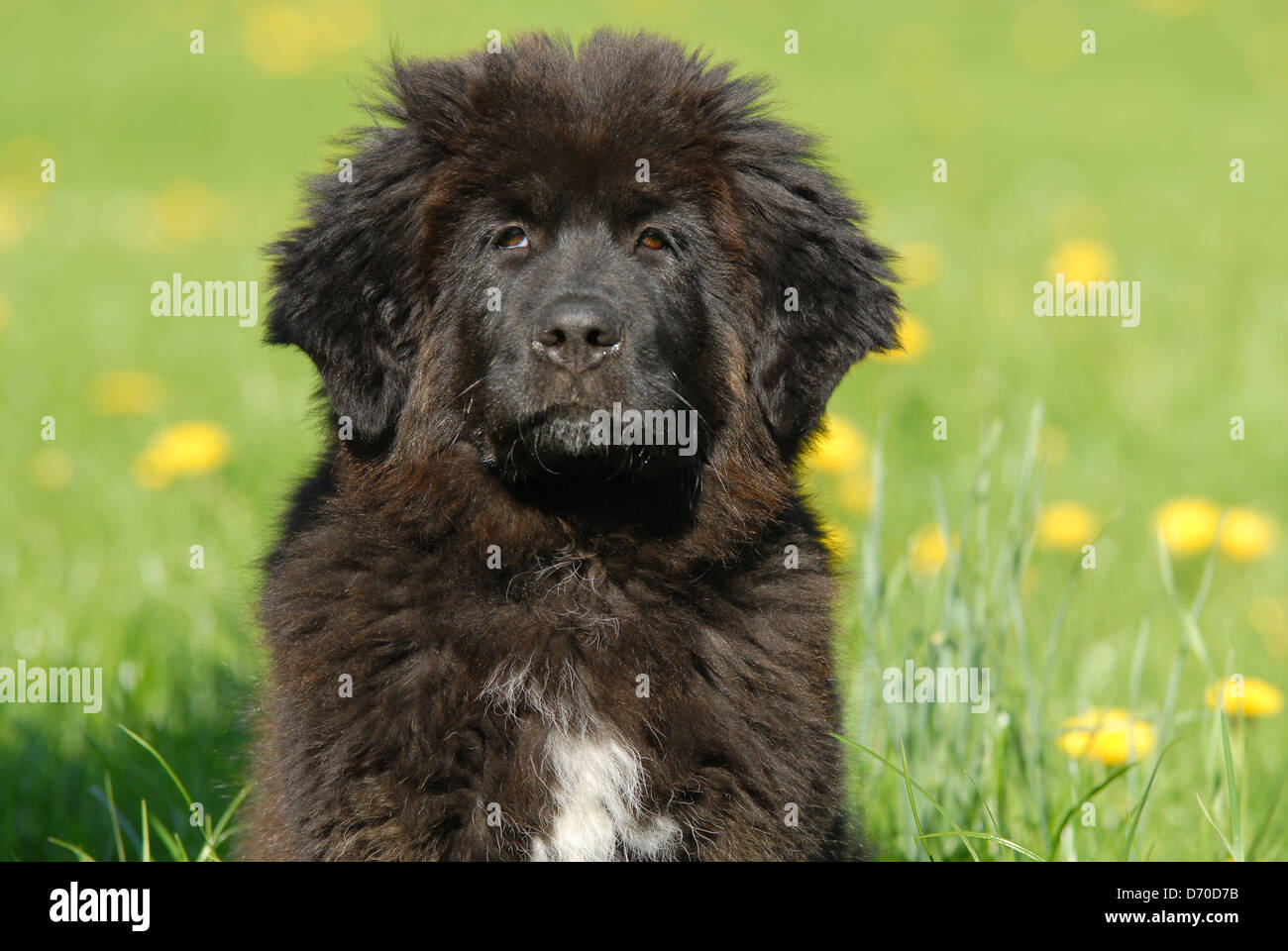 Do Khyi Puppy Stock Photo - Alamy