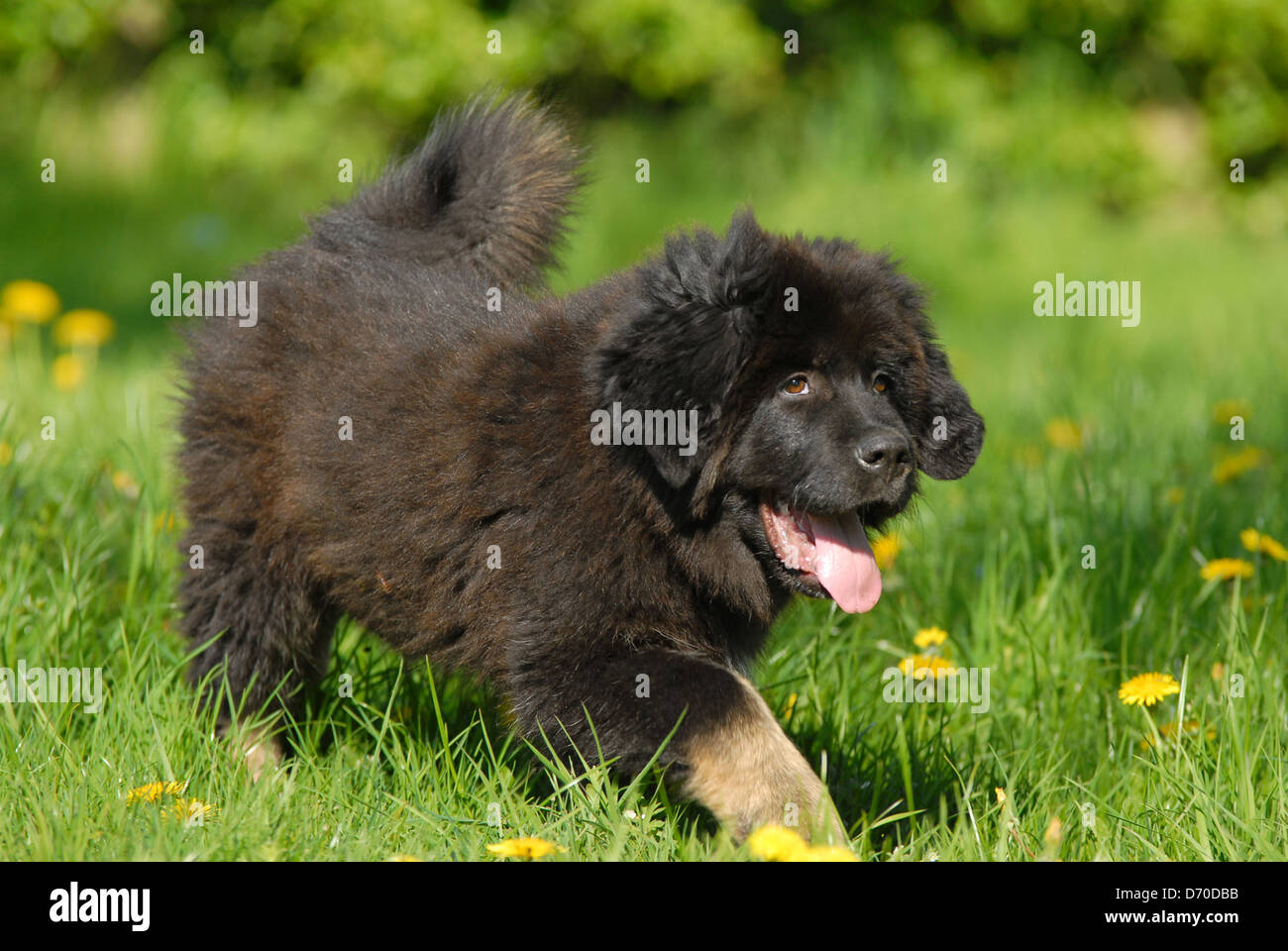 Do Khyi Puppy Stock Photo - Alamy