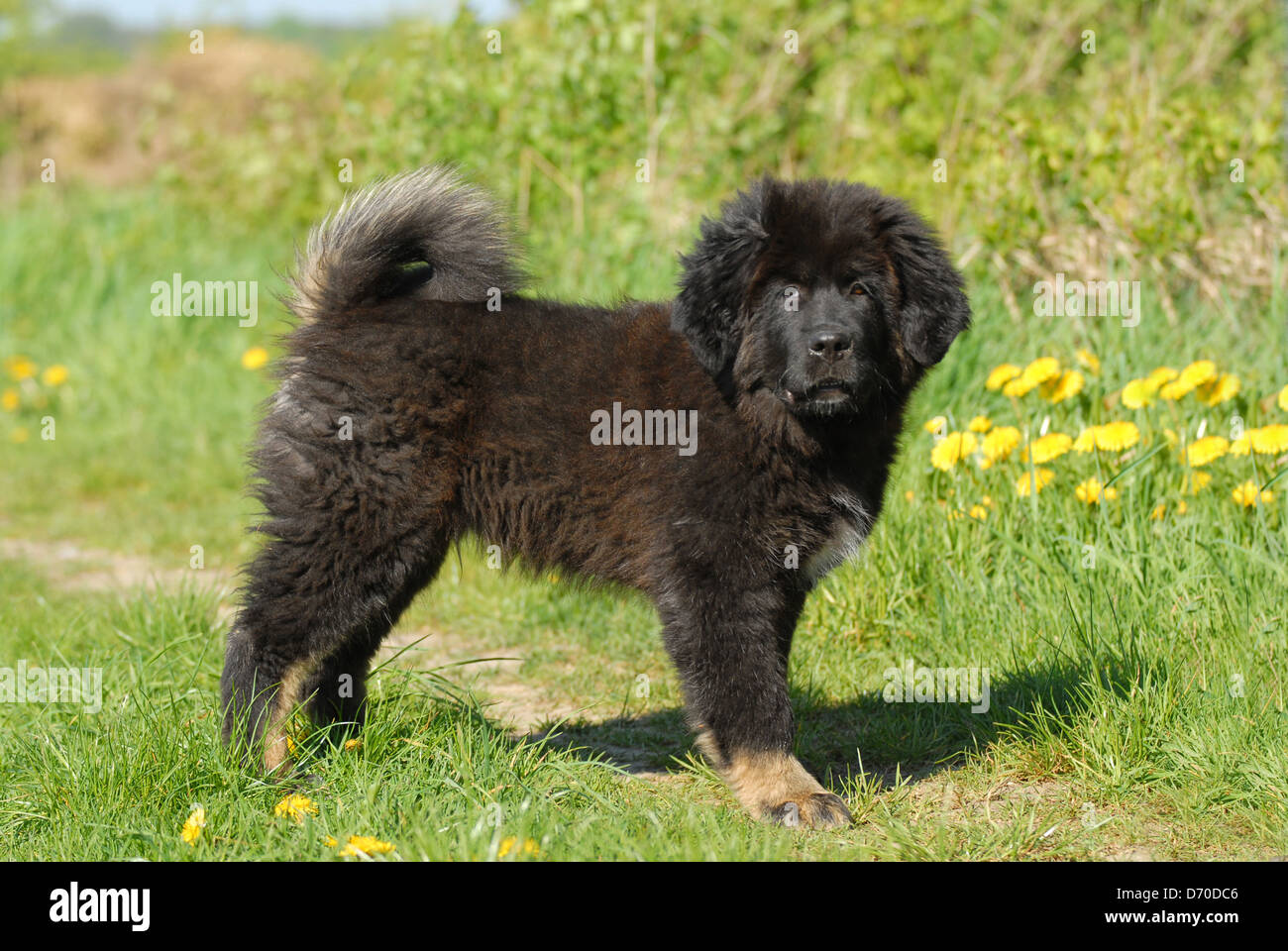 Do Khyi Puppy Stock Photo - Alamy