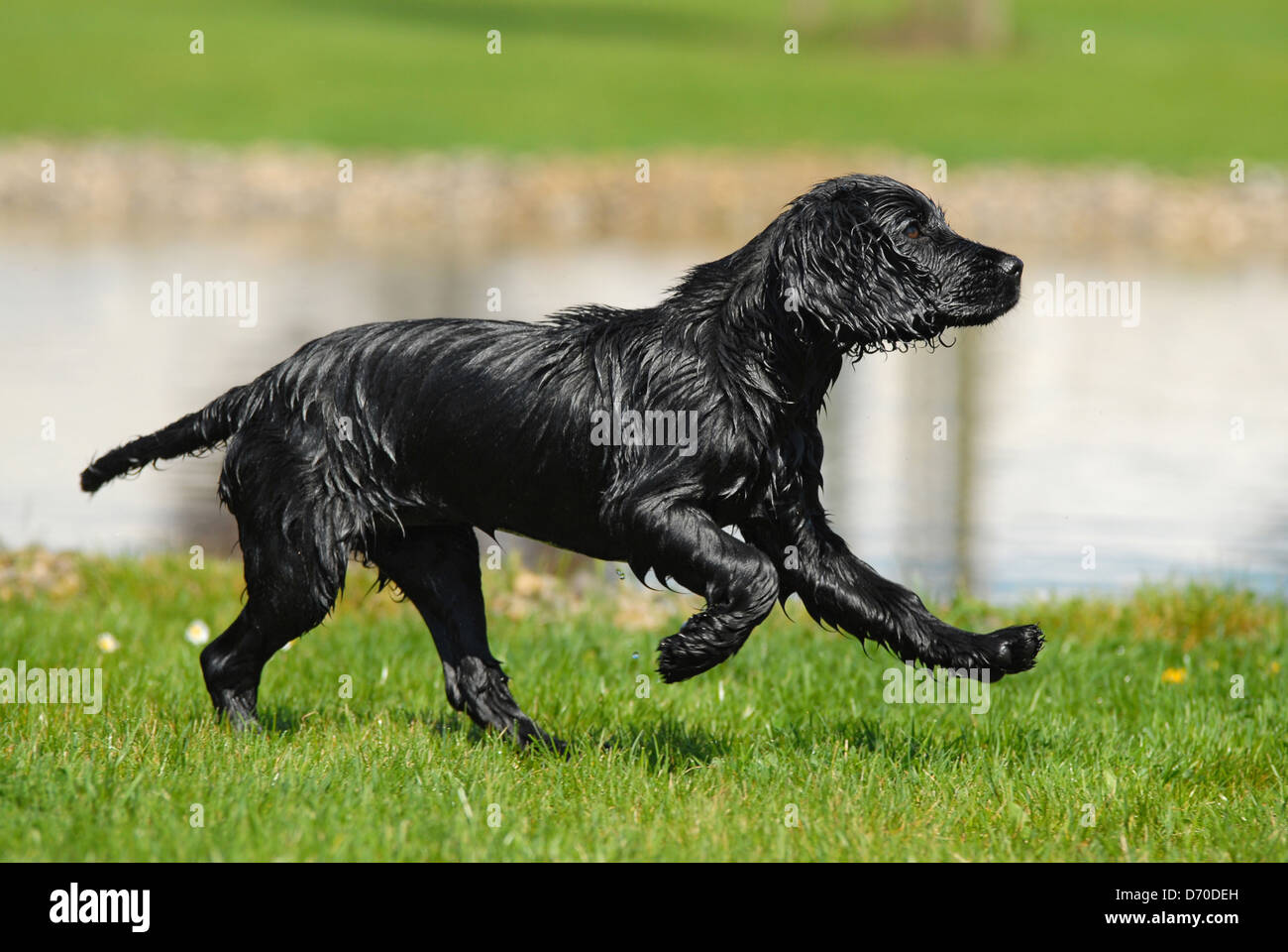English cocker spaniel black profile hi-res stock photography and ...