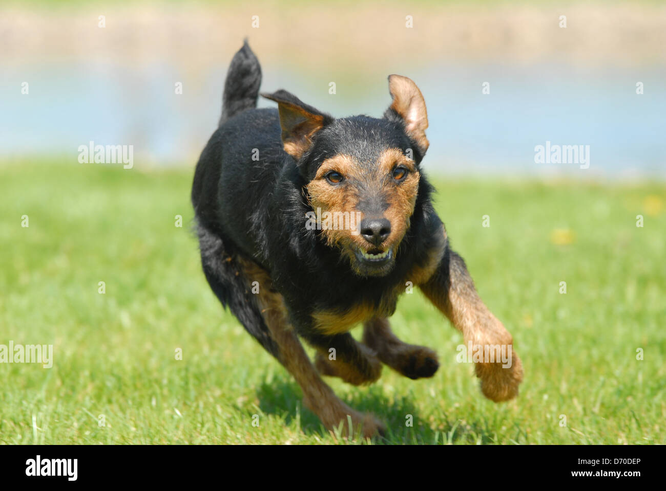 German Hunting Terrier Stock Photo - Alamy
