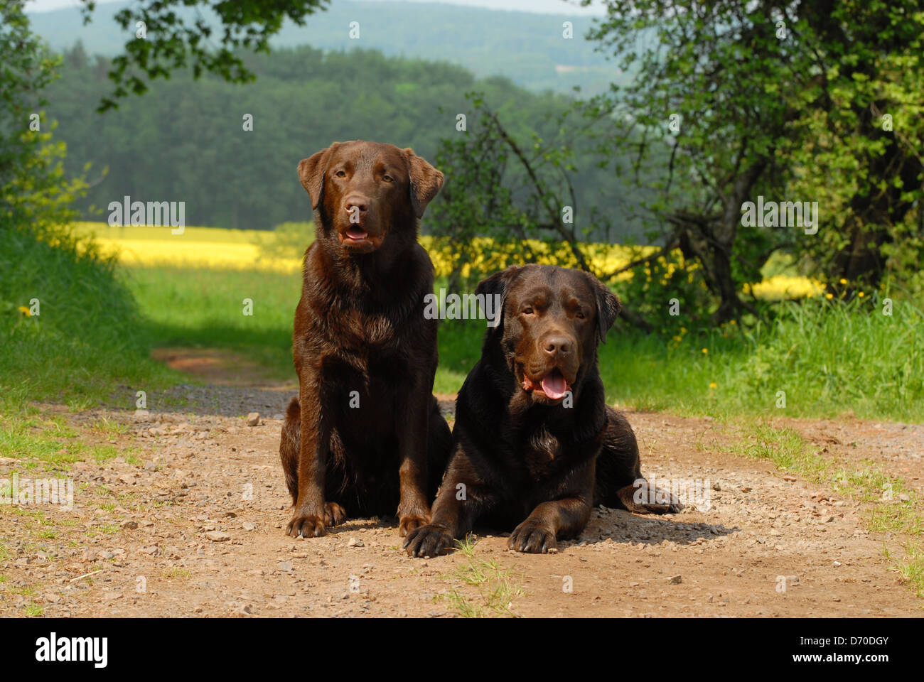 brown Labrador Retriever Stock Photo - Alamy