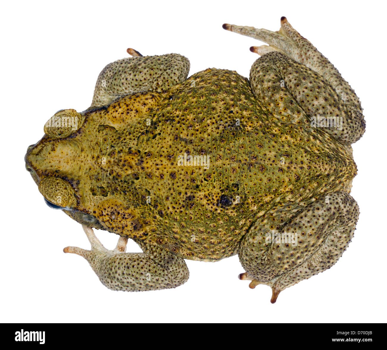 Cane Toad (Bufo marinus) Native to the Amazon Basin but an invasive ...